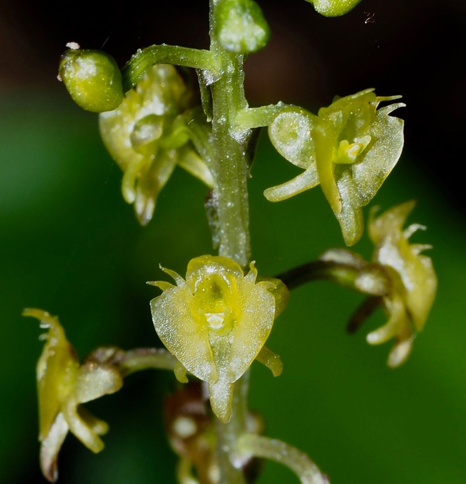 Crepidium amplectens orchid photo gallery