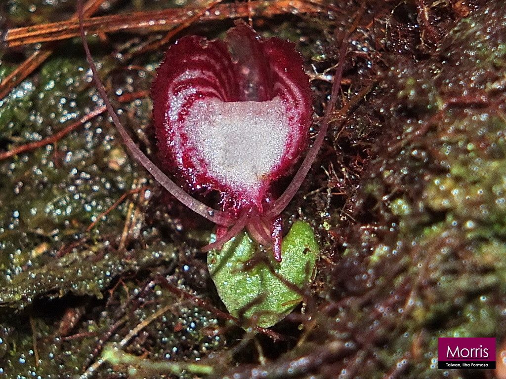 Corybas sinii