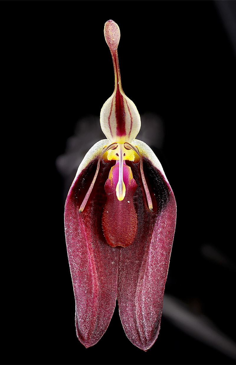 Restrepia sanguinea - orchidroots
