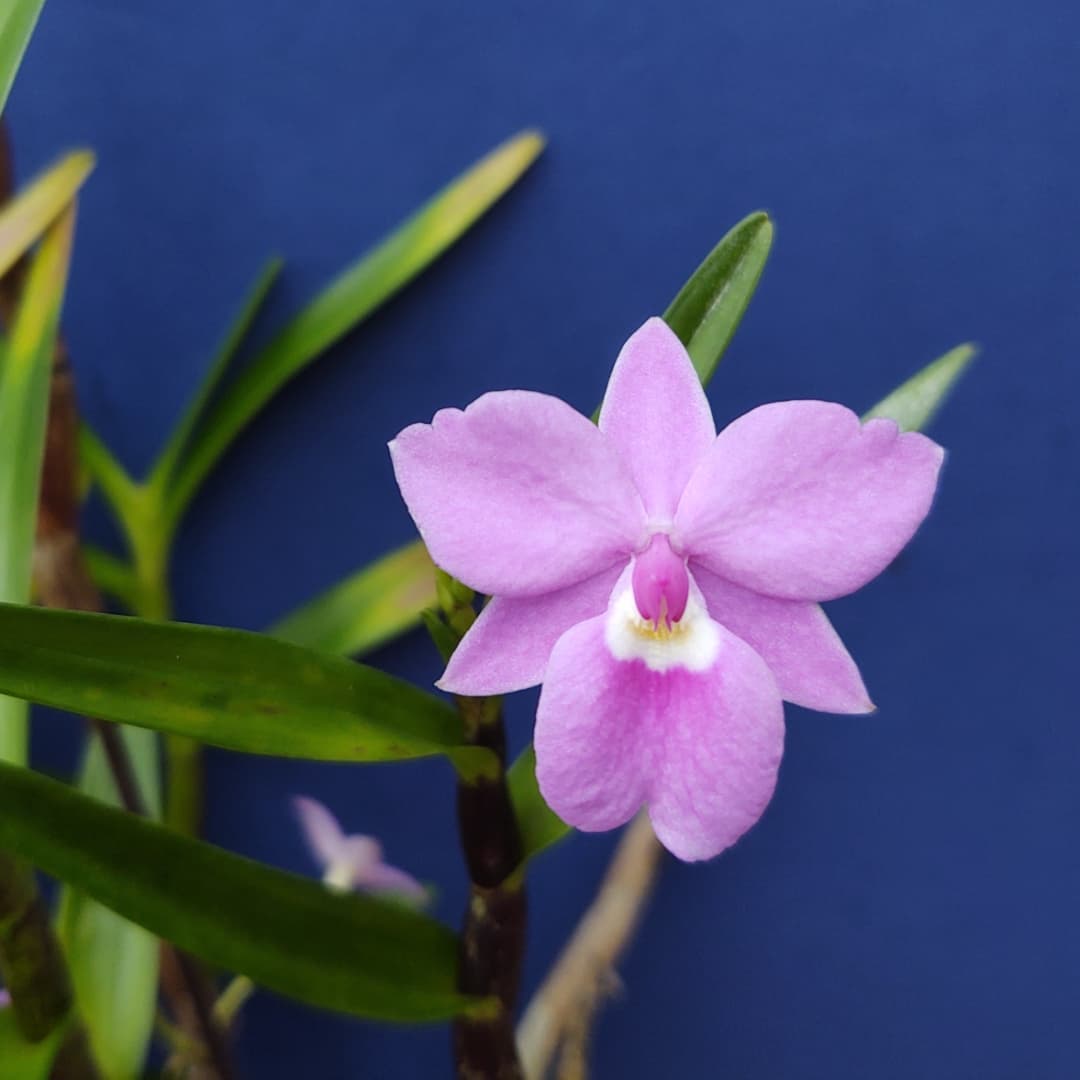 Dimerandra stenopetala orchid information,