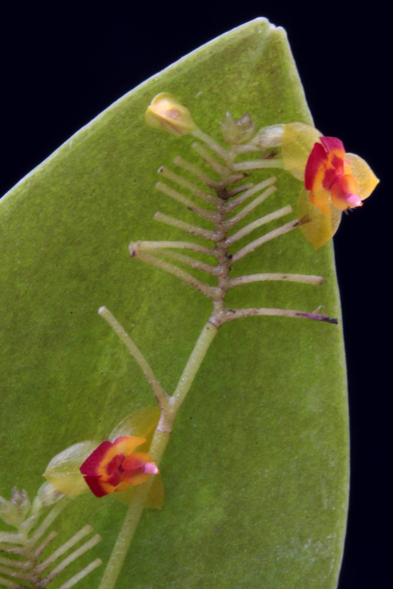 Lepanthes disticha - orchidroots