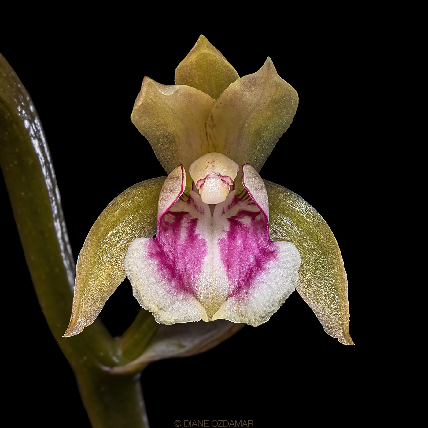Eulophia maculata orchid photo gallery