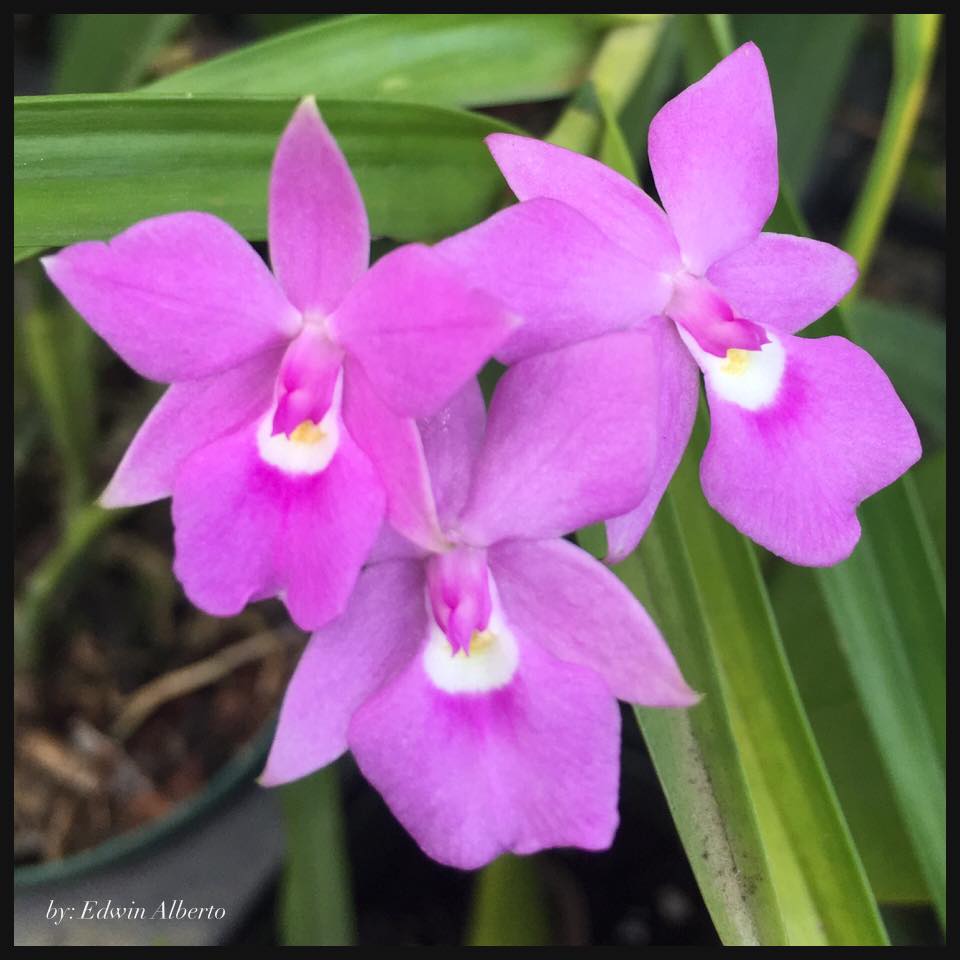 Dimerandra stenopetala