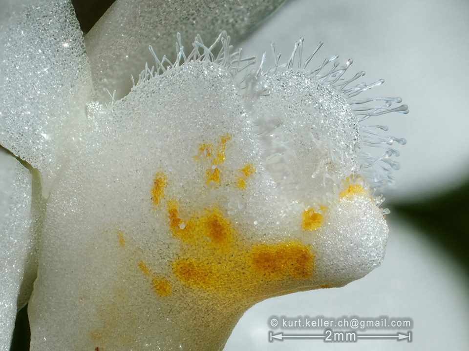 Thrixspermum hystrix