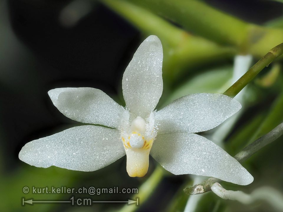 Thrixspermum hystrix orchid photo gallery