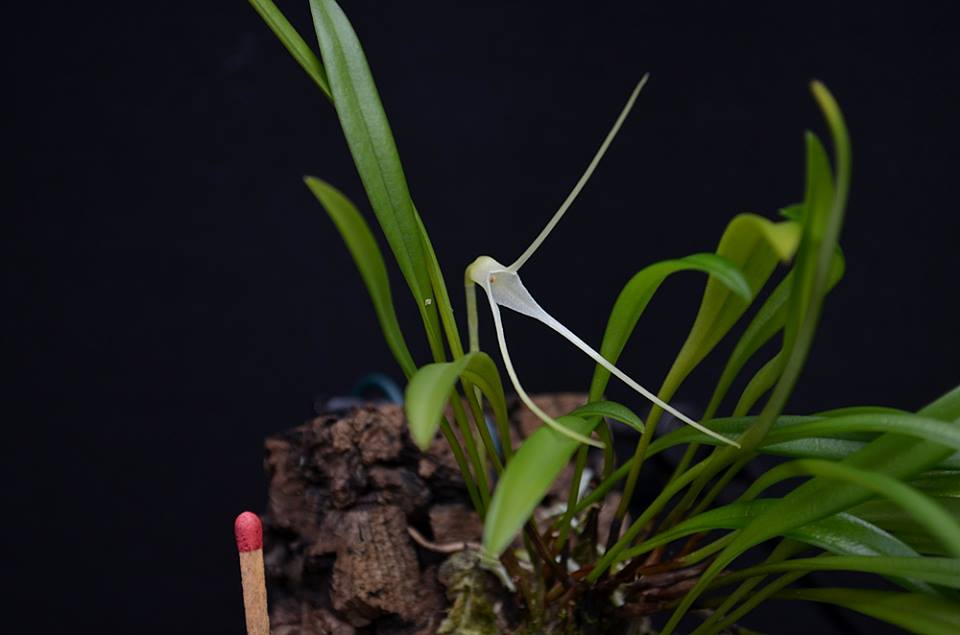 Masdevallia lilacina