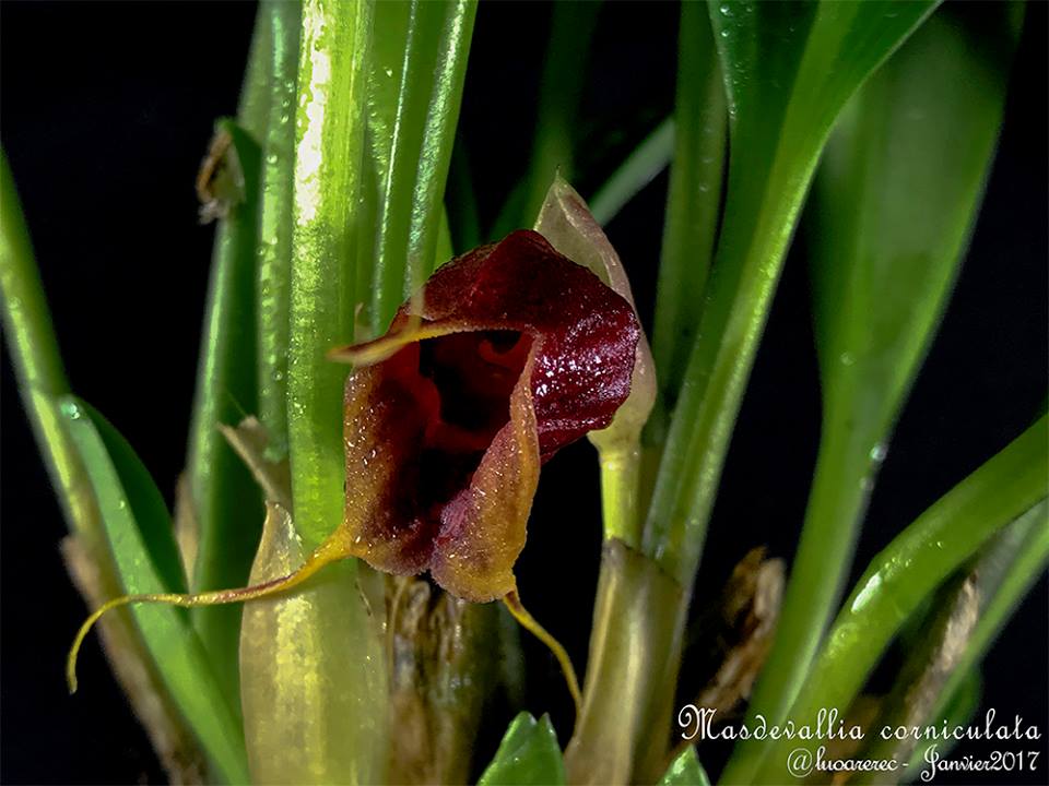 Masdevallia corniculata orchid photo gallery