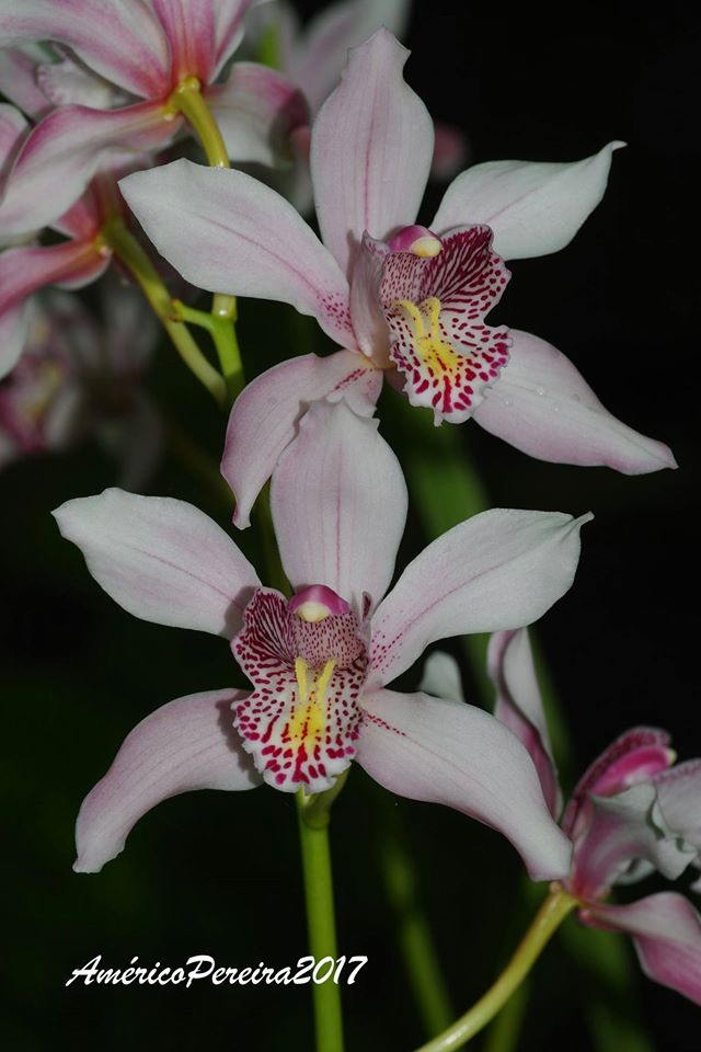 Cymbidium insigne orchid information,