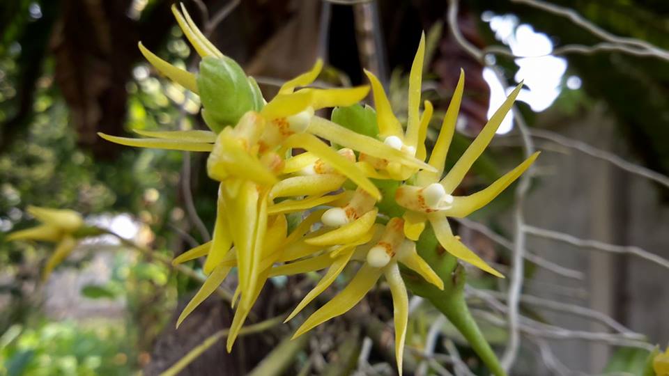 Thrixspermum centipeda orchid photo gallery