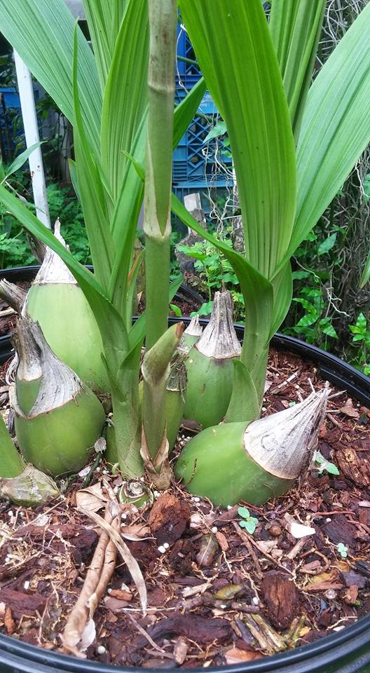 Peristeria elata orchid photo gallery