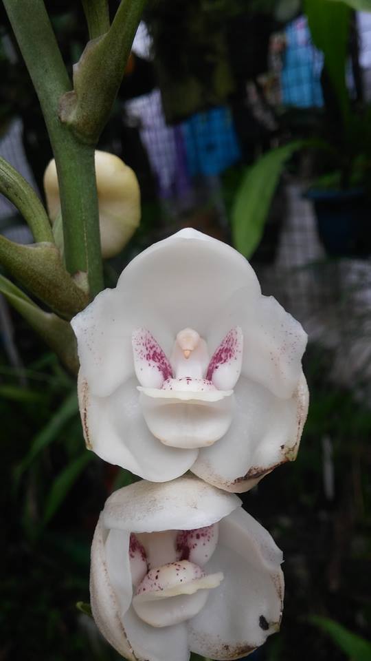 Peristeria elata orchid photo gallery