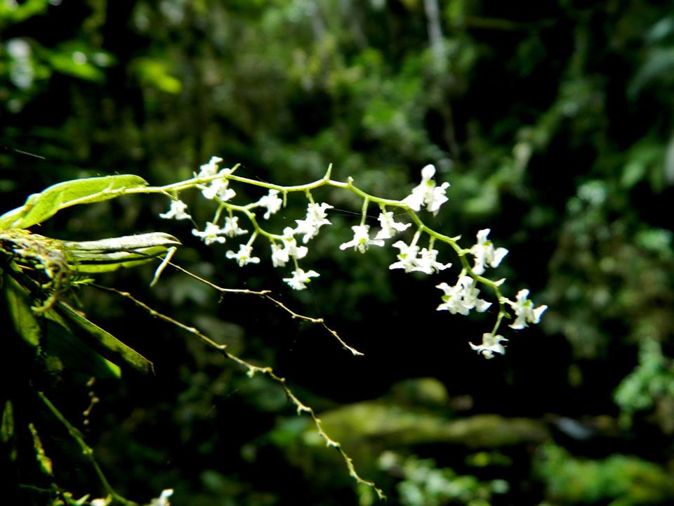 Zygostates multiflora