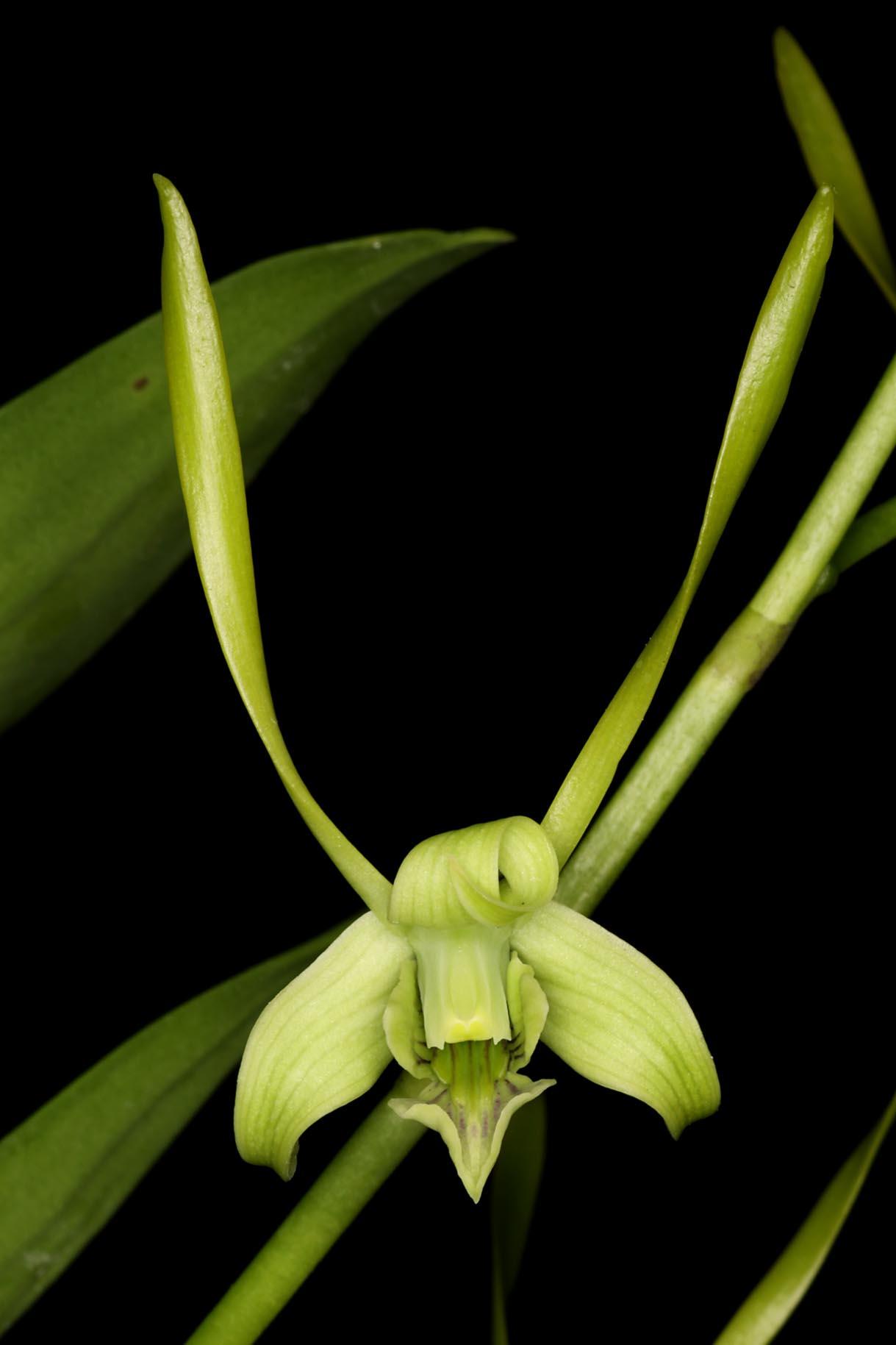 Dendrobium Rusah Kepo - orchidroots