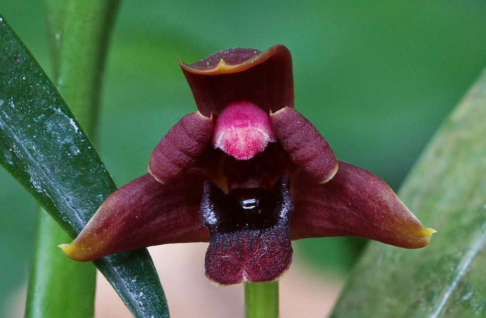 Maxillaria variabilis orchid photo gallery