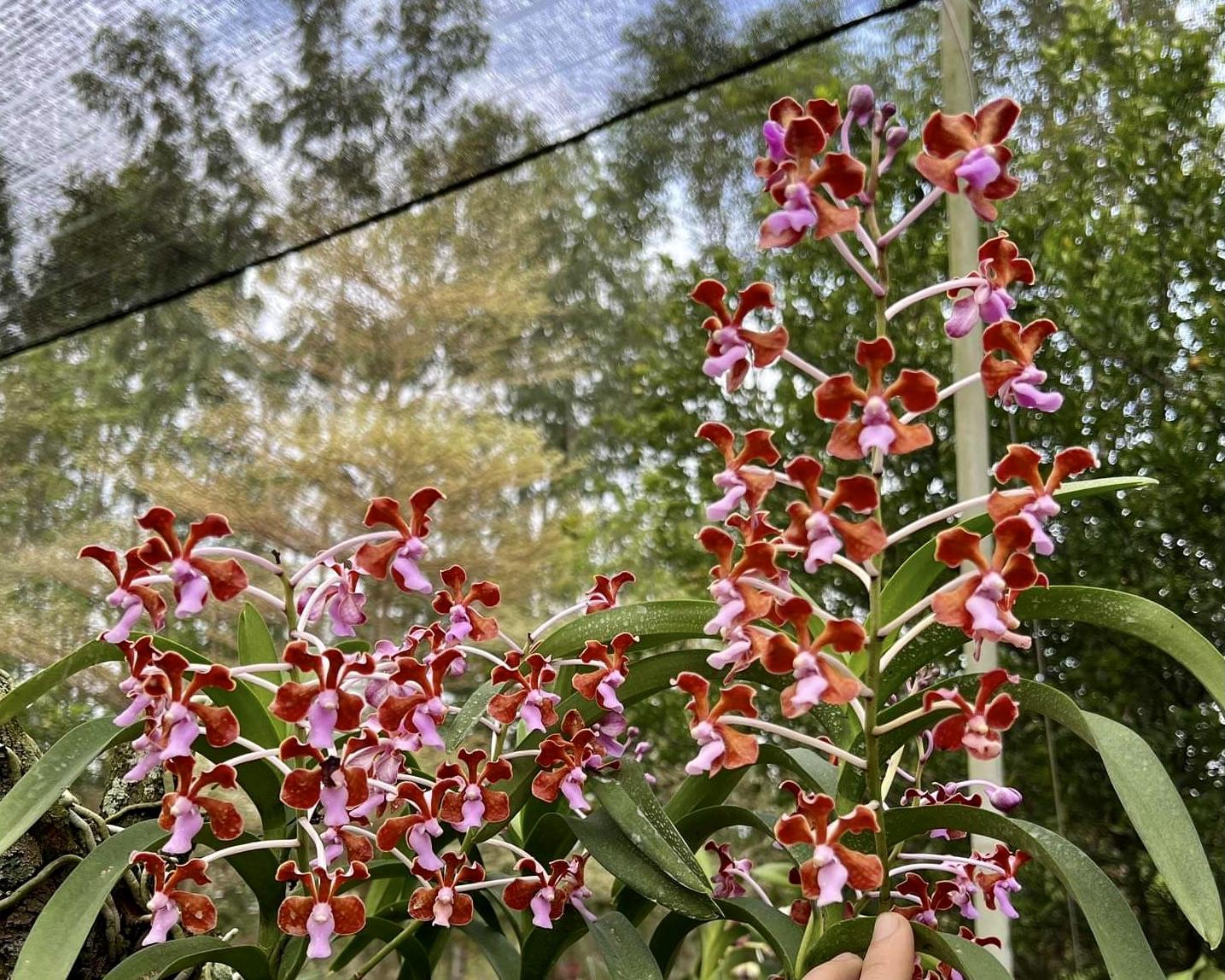 Vanda perplexa - orchidroots